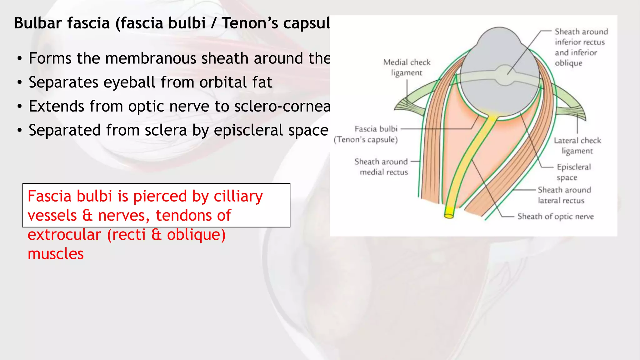 Anatomy of Orbit | PPTX