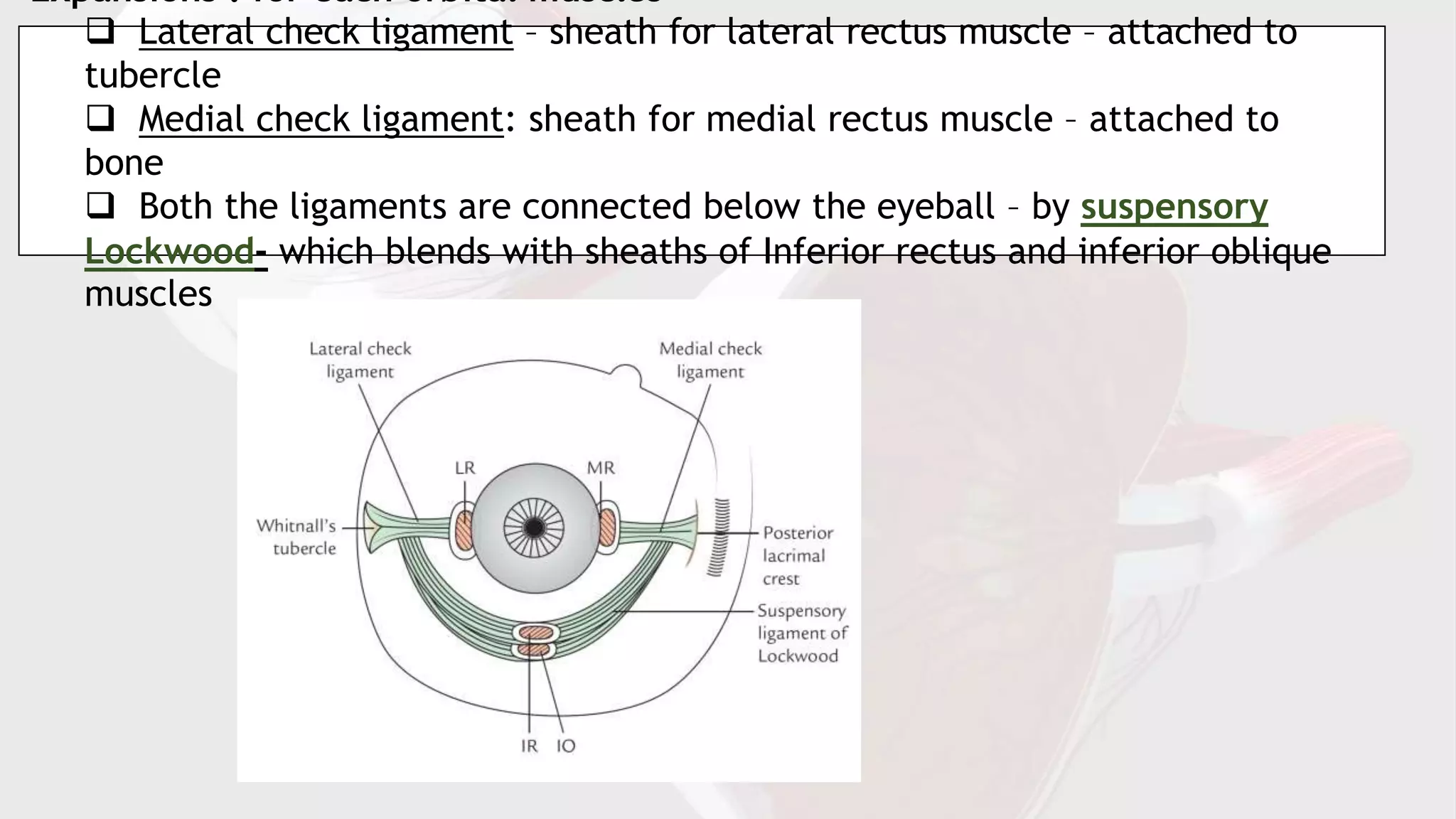 Anatomy of Orbit | PPTX