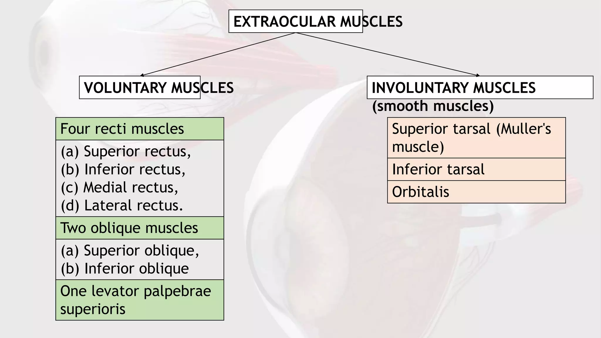 Anatomy of Orbit | PPTX