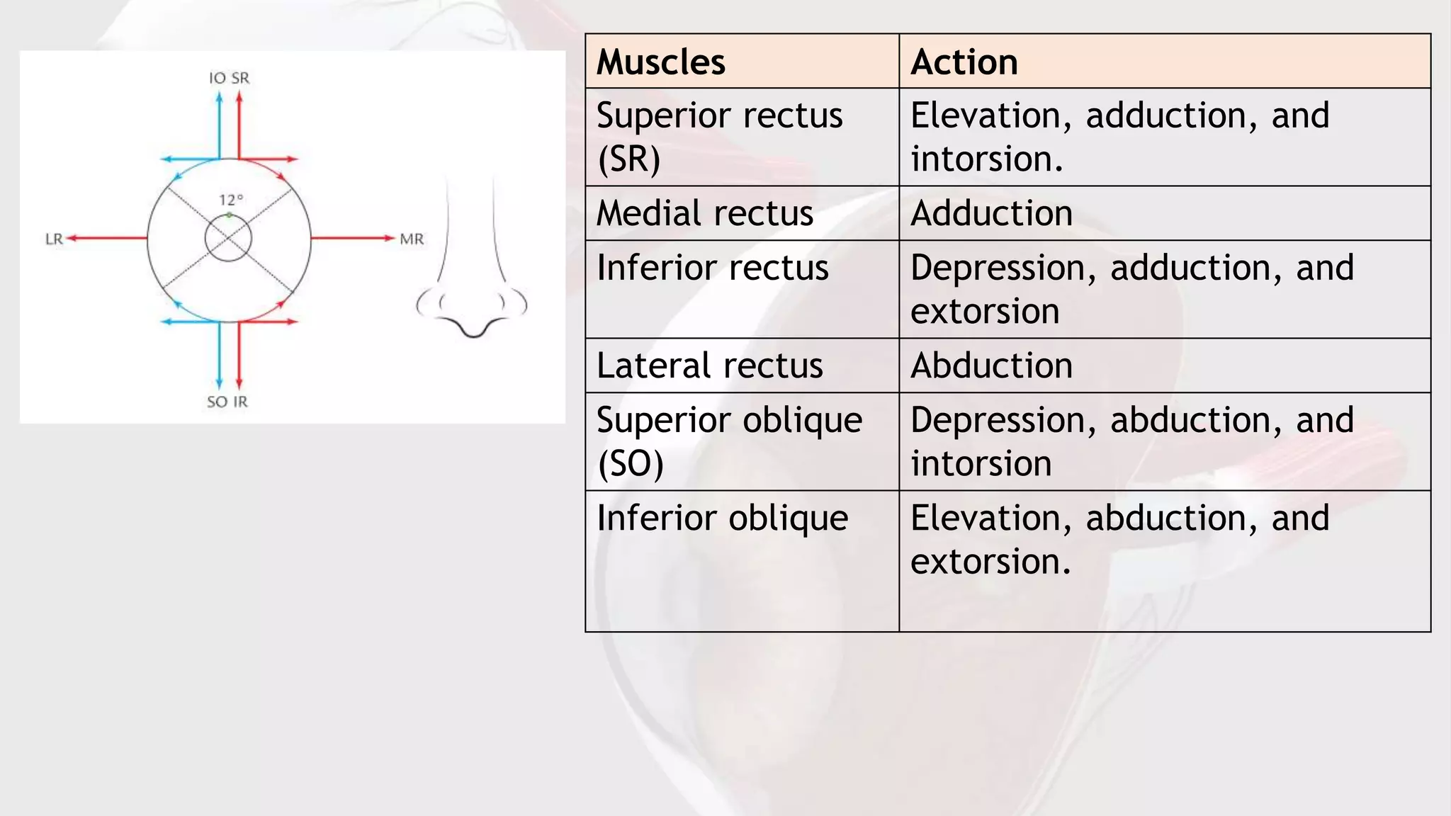 Anatomy of Orbit | PPTX