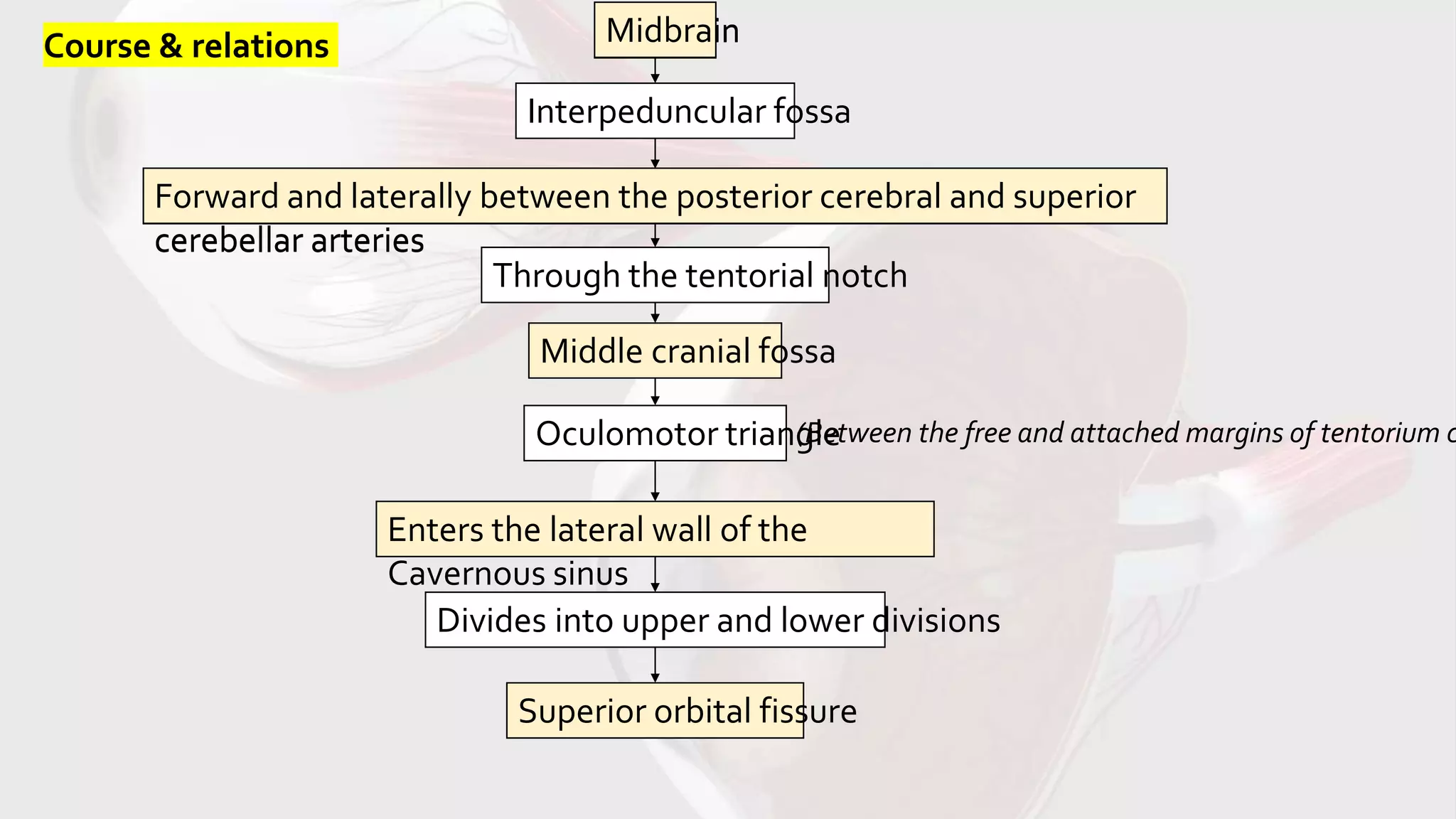 Anatomy of Orbit | PPTX