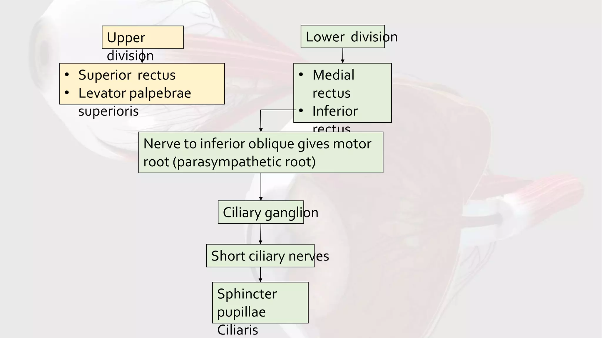 Anatomy of Orbit | PPTX