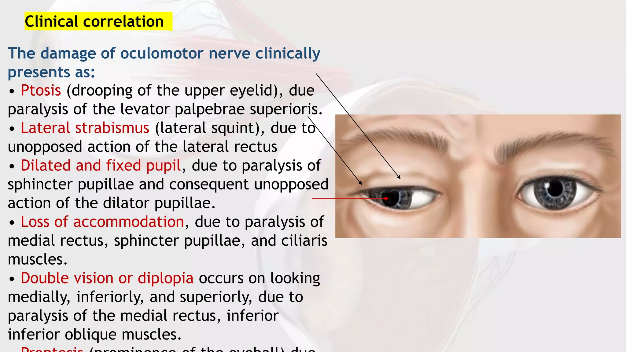 Anatomy of Orbit | PPTX