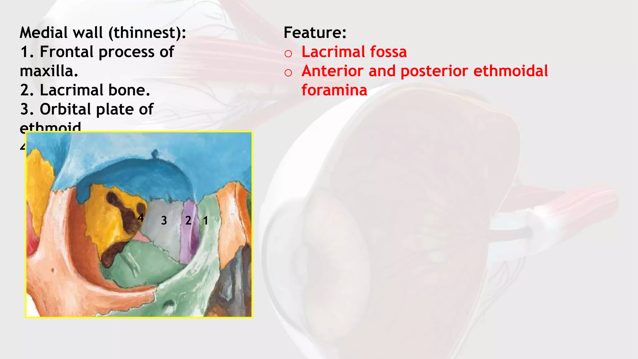 Anatomy of Orbit | PPTX