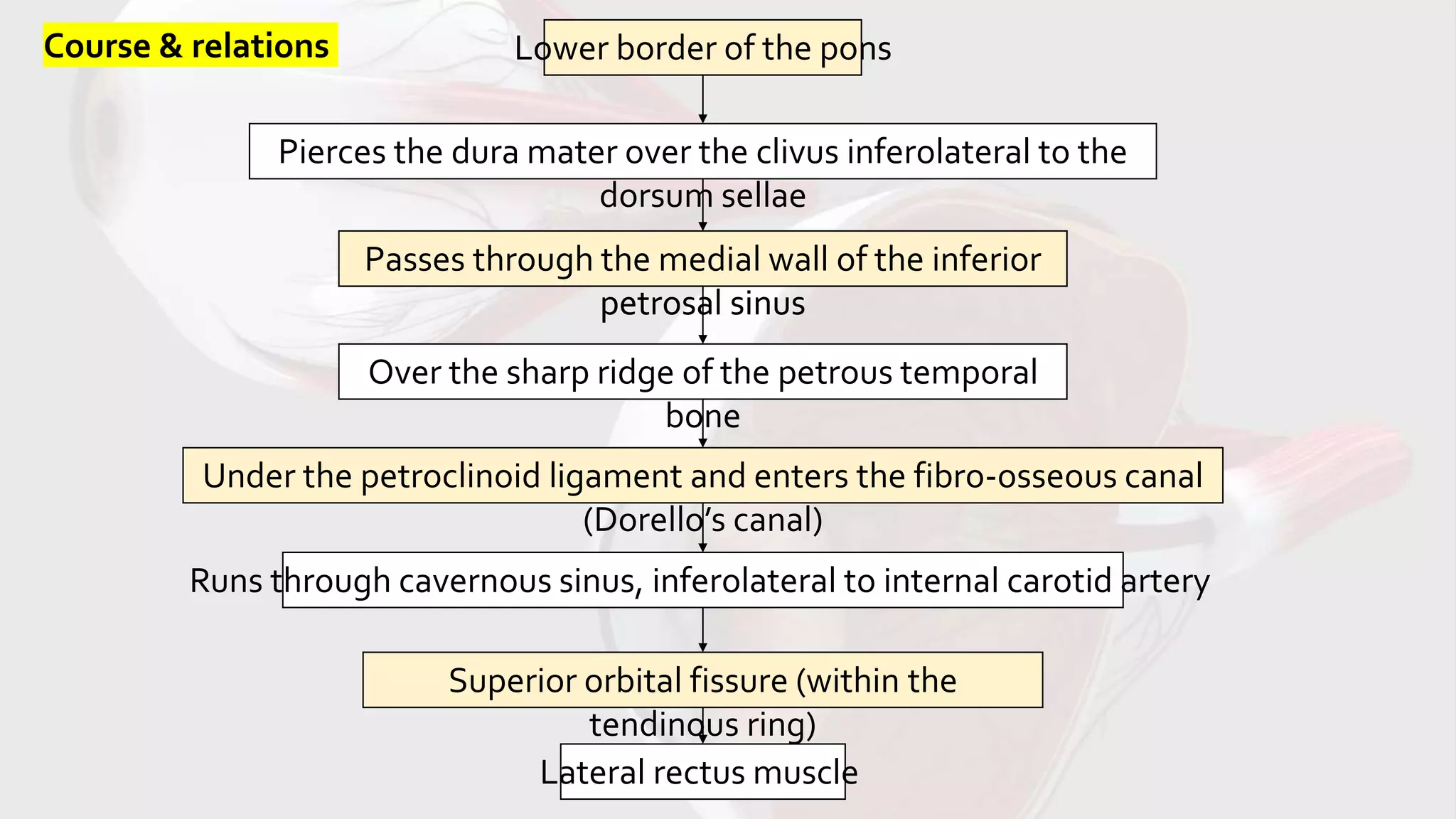 Anatomy of Orbit | PPTX