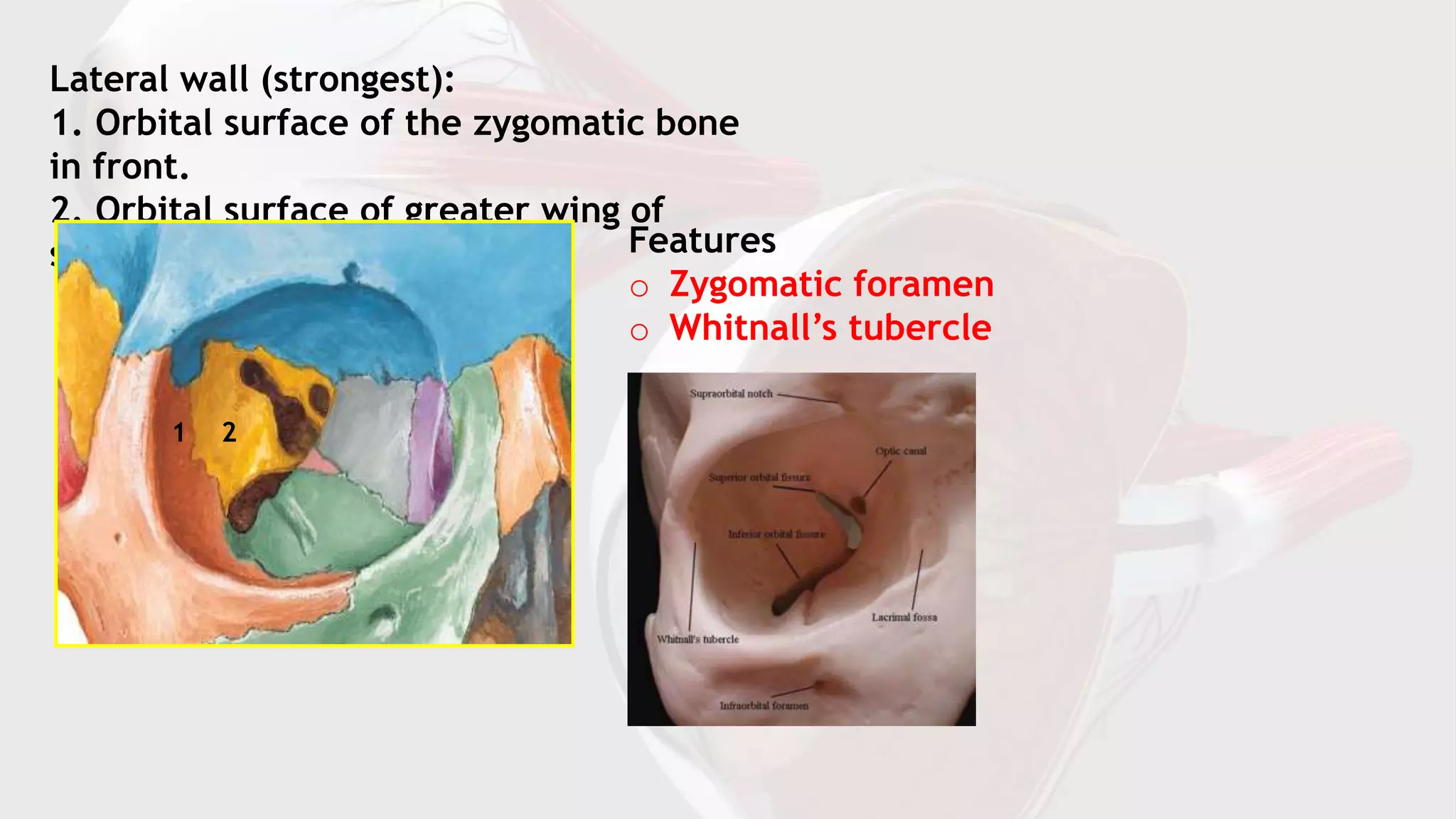 Anatomy of Orbit | PPTX
