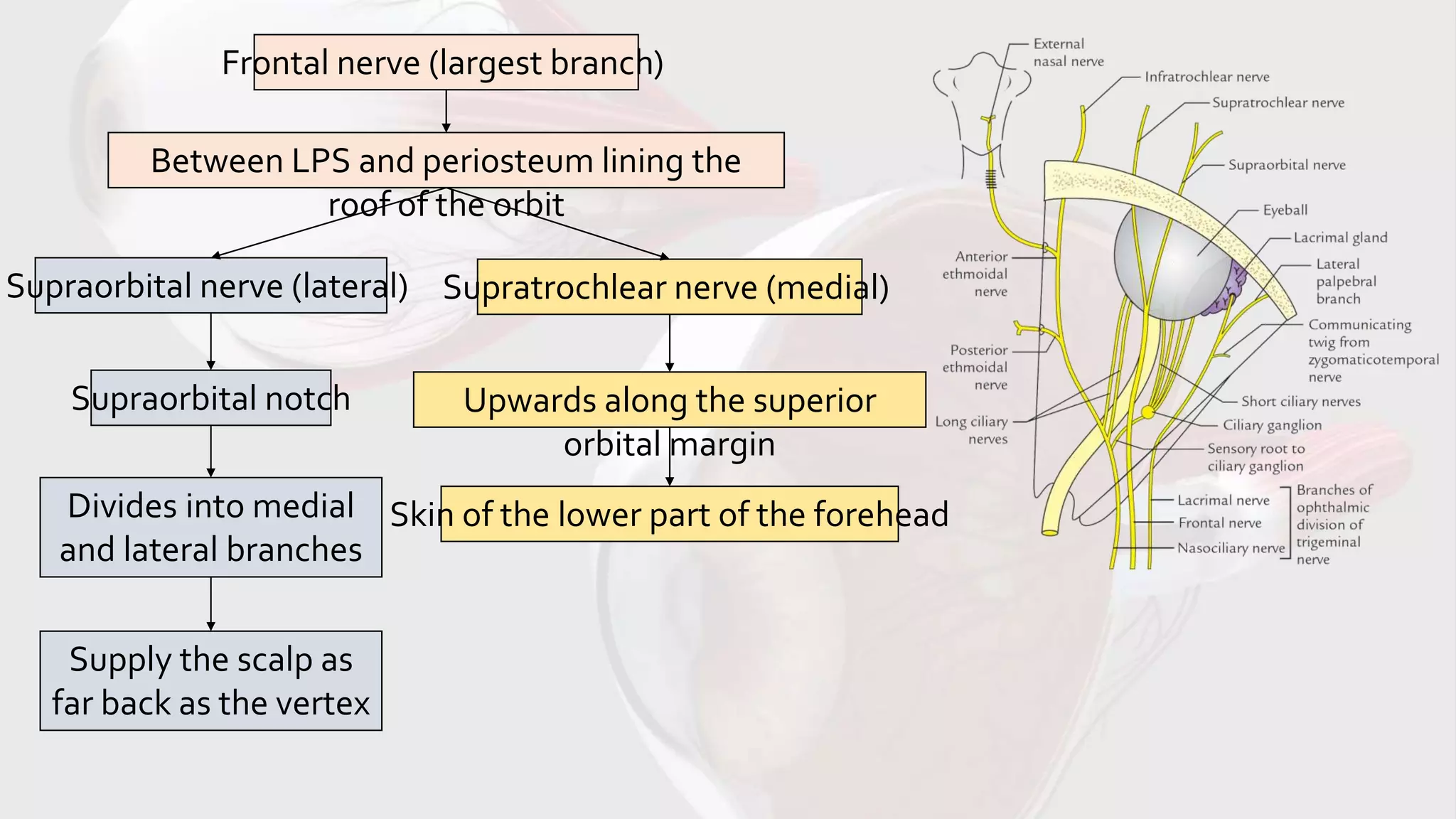 Anatomy of Orbit | PPTX