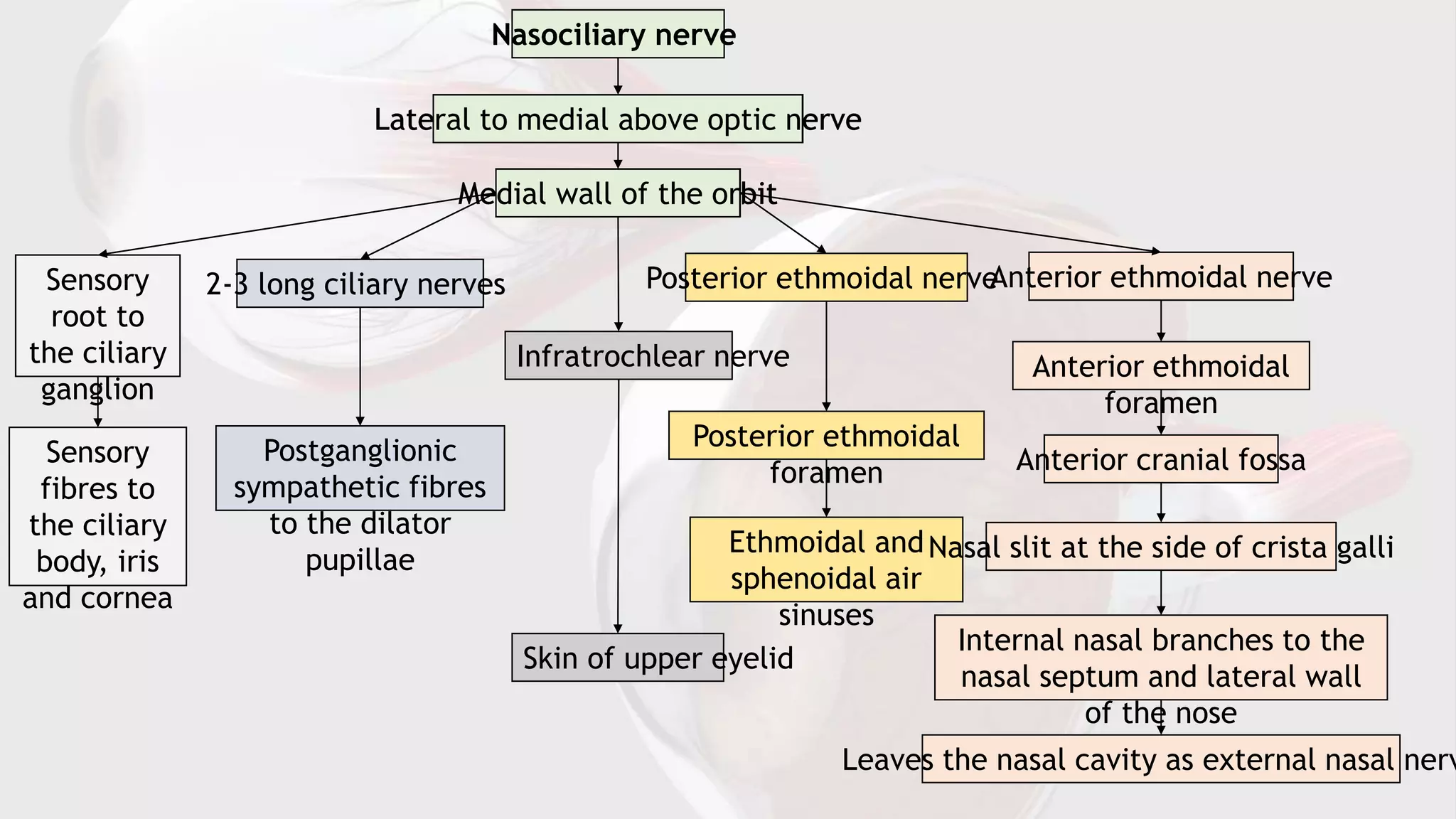 Anatomy of Orbit | PPTX