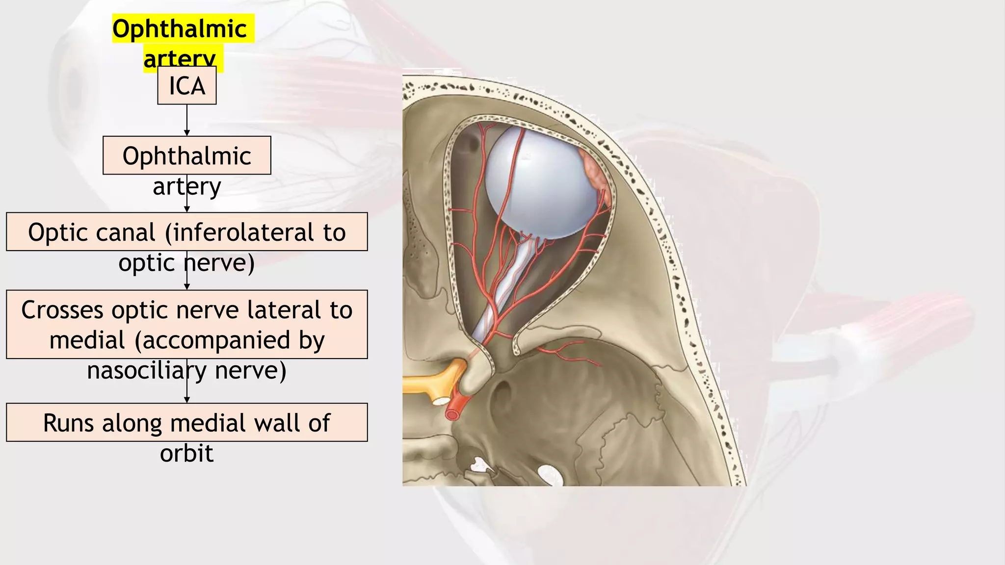 Anatomy of Orbit | PPTX