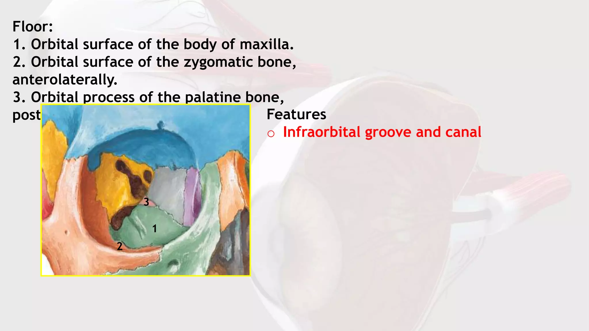 Anatomy of Orbit | PPTX