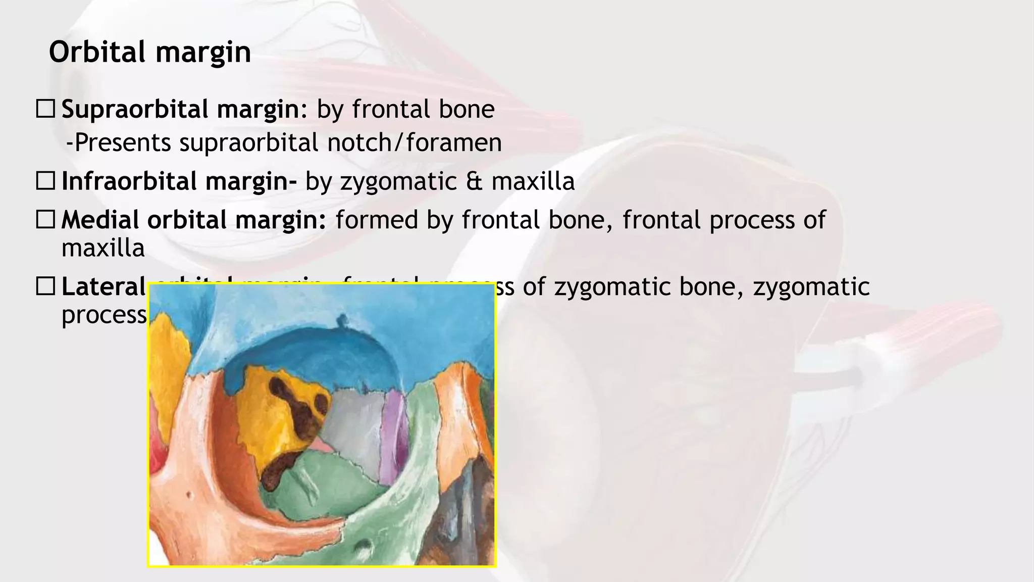 Anatomy of Orbit | PPTX