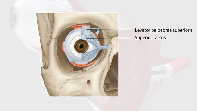 Anatomy of Orbit | PPTX