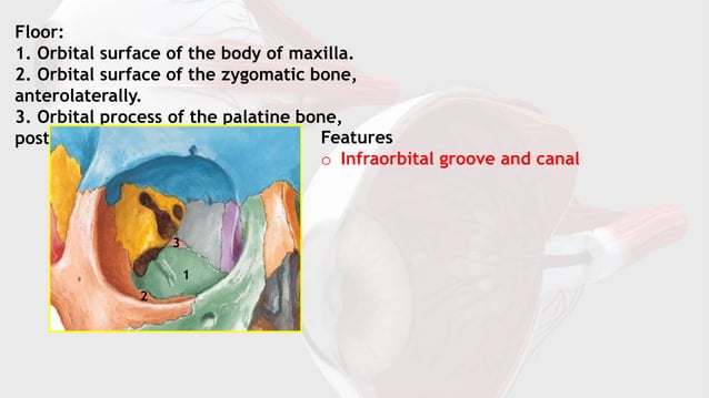 Anatomy of Orbit | PPTX