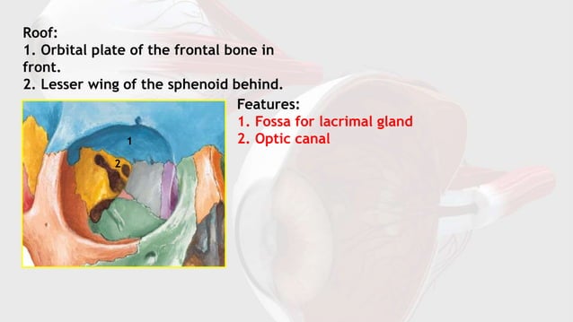 Anatomy of Orbit | PPTX
