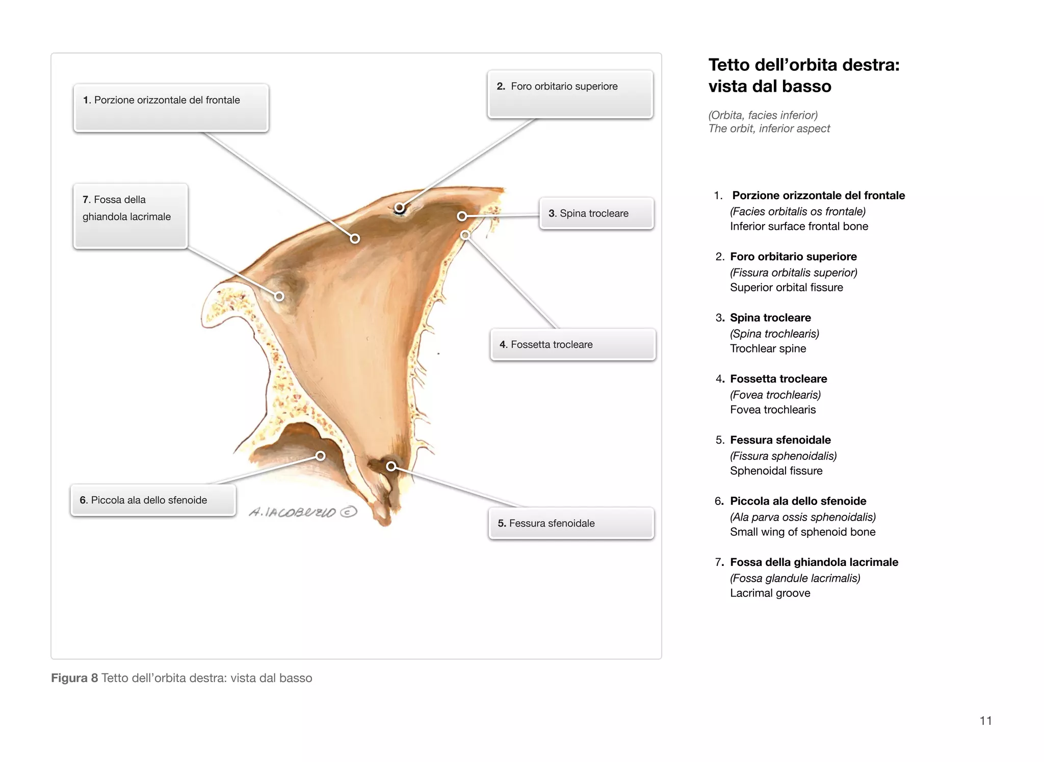 Project: Anatomical Atlas Orbit | PPT