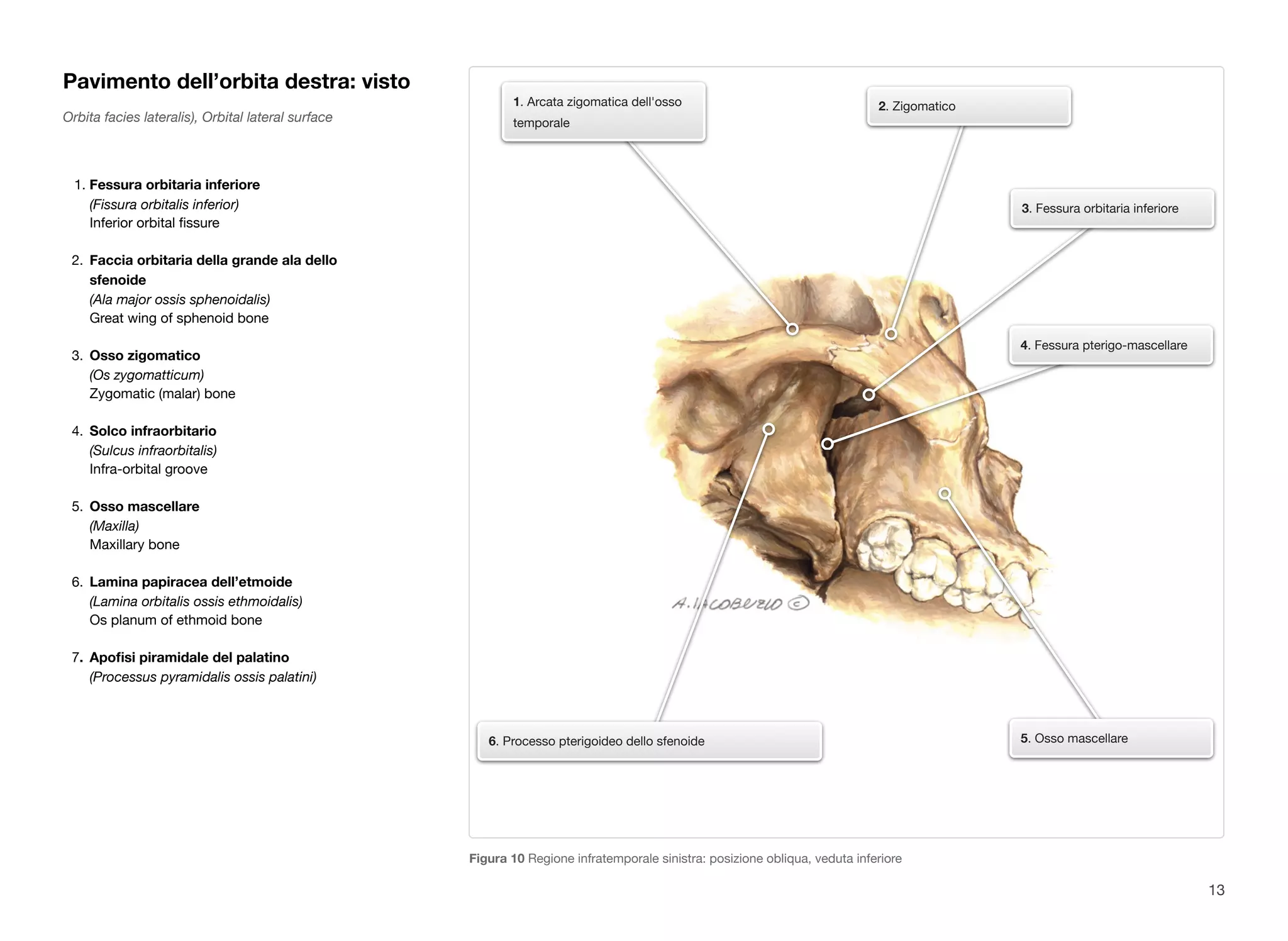 Project: Anatomical Atlas Orbit | PDF