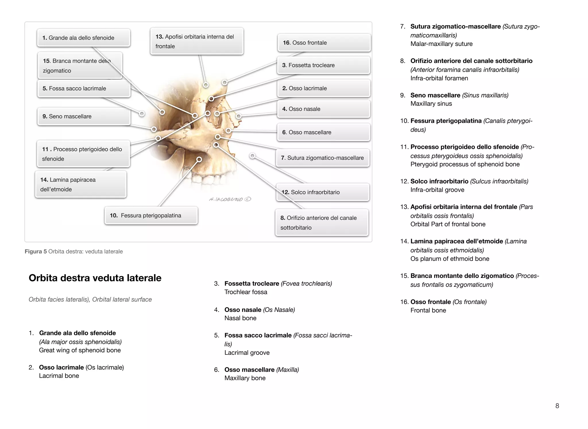Project: Anatomical Atlas Orbit | PDF