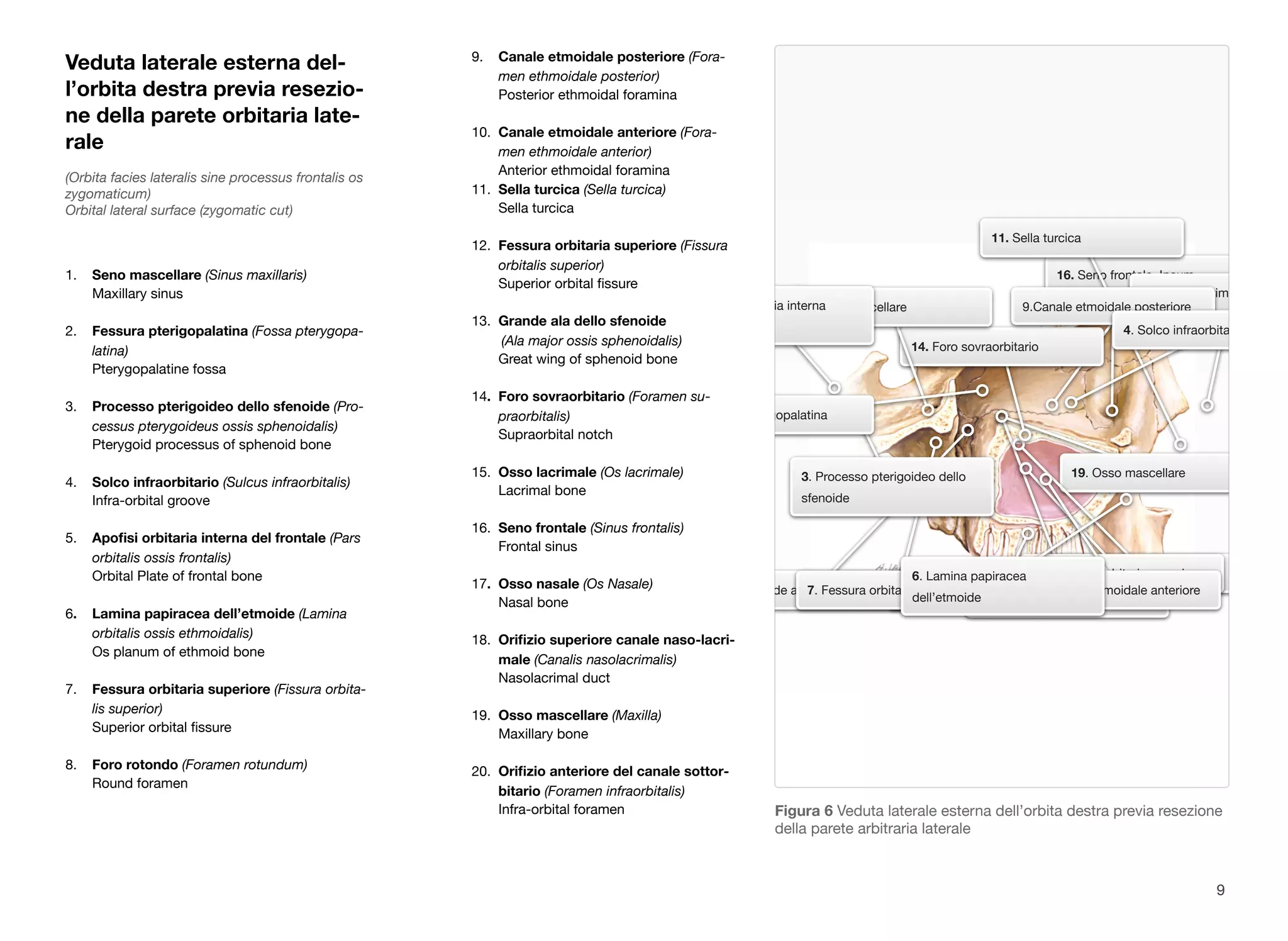Project: Anatomical Atlas Orbit | PDF