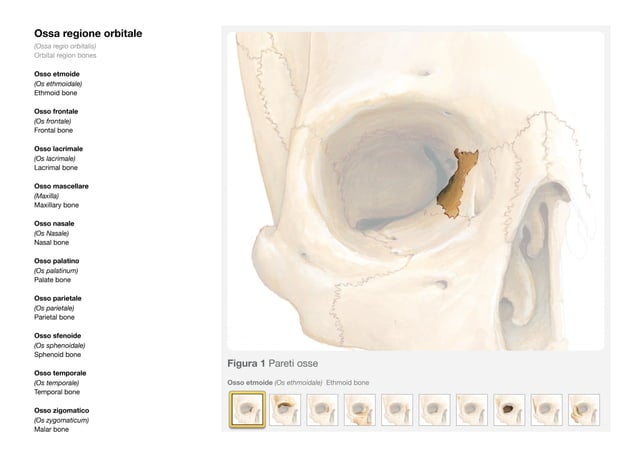 Project: Anatomical Atlas Orbit | PPT