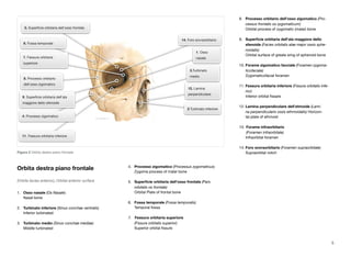 Project: Anatomical Atlas Orbit | PDF