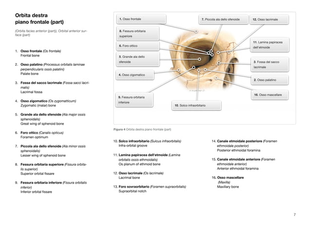 Project: Anatomical Atlas Orbit | PDF