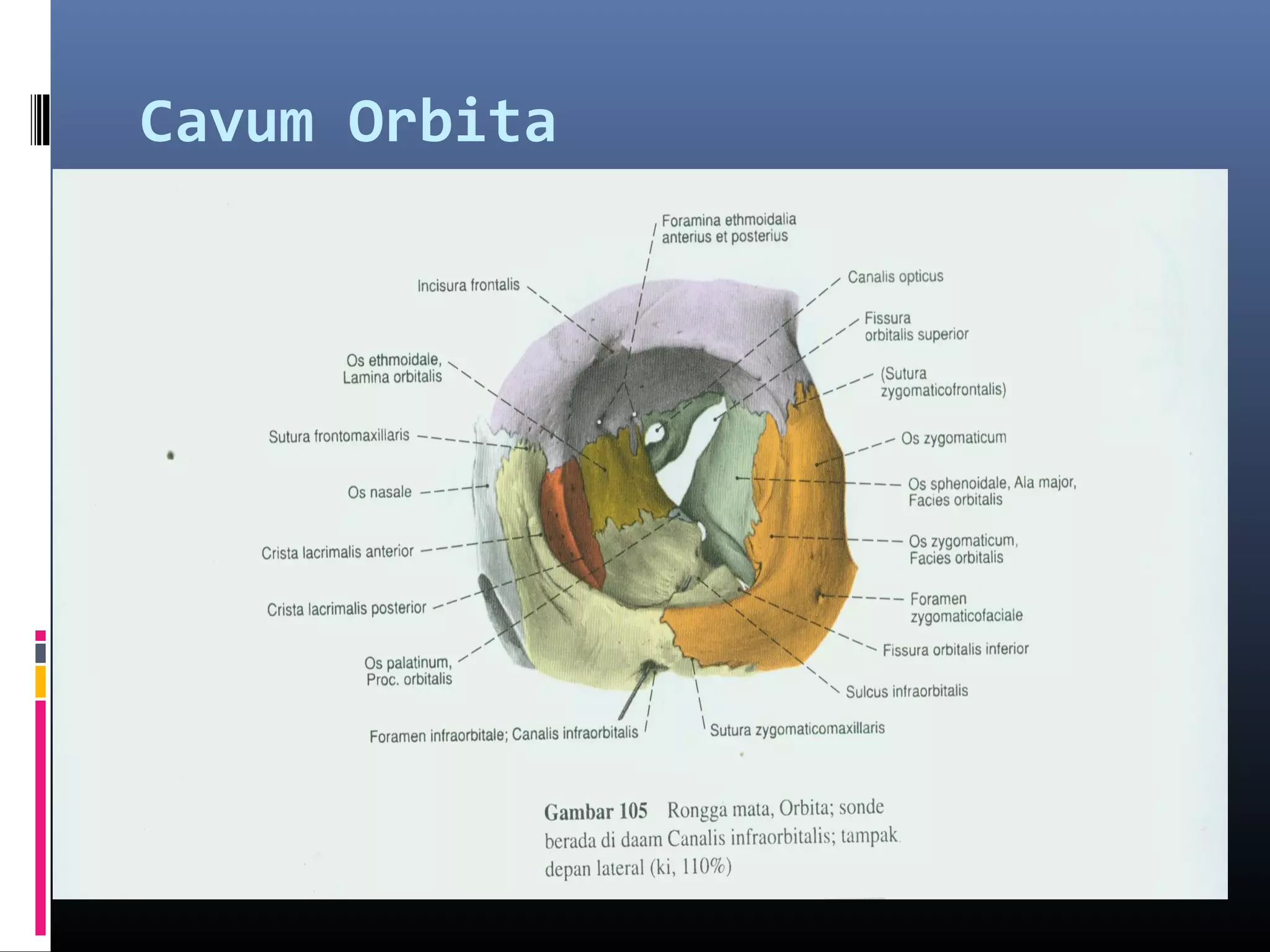 Orbita | PPT