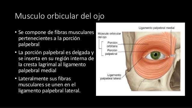 Estructura Muscular Del Ojo - 2020 idea e inspiración