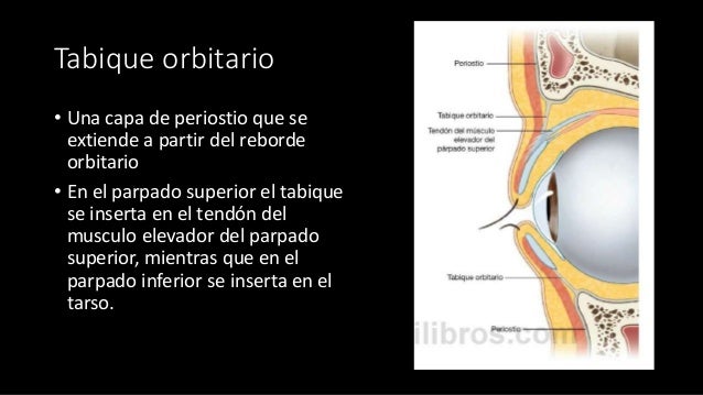 Orbita y Ojo Anatomía Humana