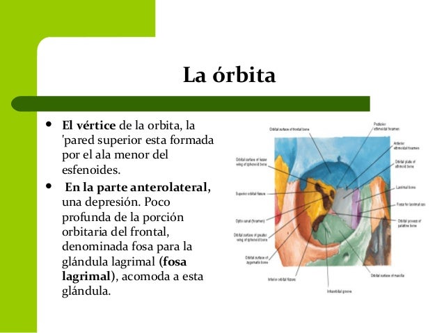 Orbita 6
