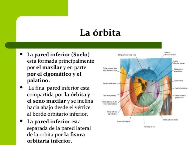 Orbita 6