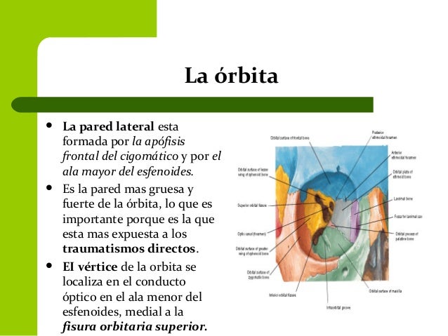 Orbita 6