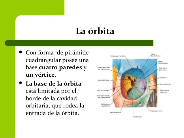Orbita 6