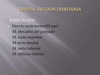 Orbita ojo-pares craneales ii-iii-iv-vi y rama oftalmica del v | PPTX