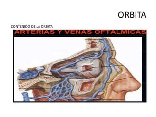 Orbita anatomia fracturas tratamiento qx | PPTX