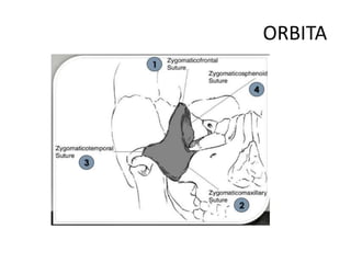 Orbita anatomia fracturas tratamiento qx | PPTX