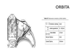 Orbita anatomia fracturas tratamiento qx | PPTX