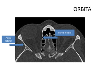 Orbita anatomia fracturas tratamiento qx | PPTX