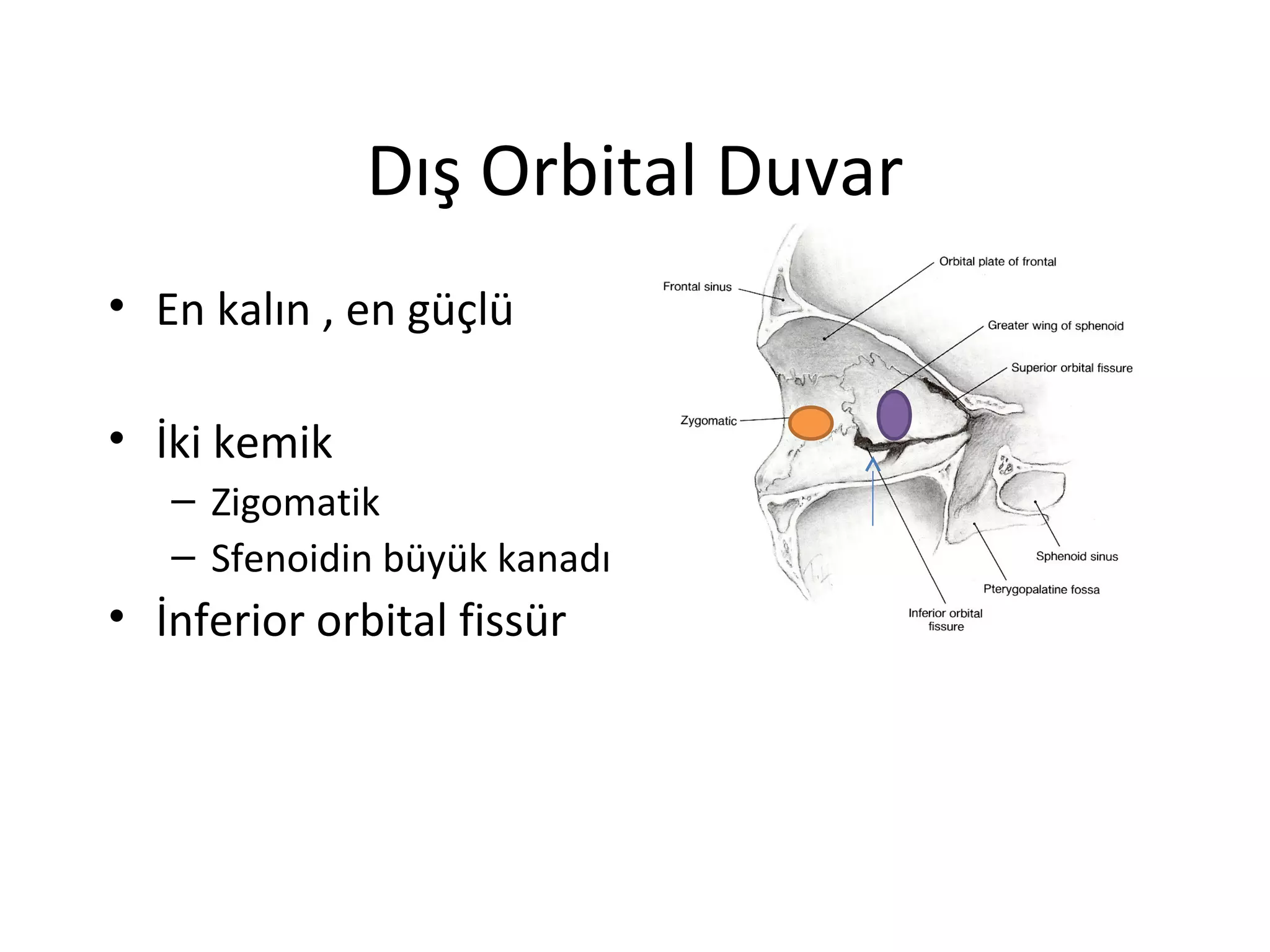 Orbita anatomisi | PPT