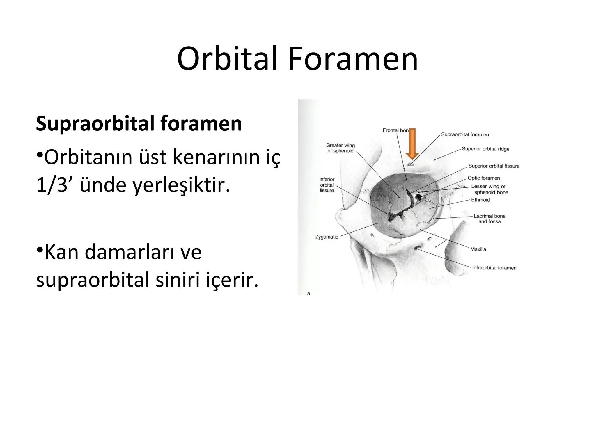 Orbita anatomisi | PPT