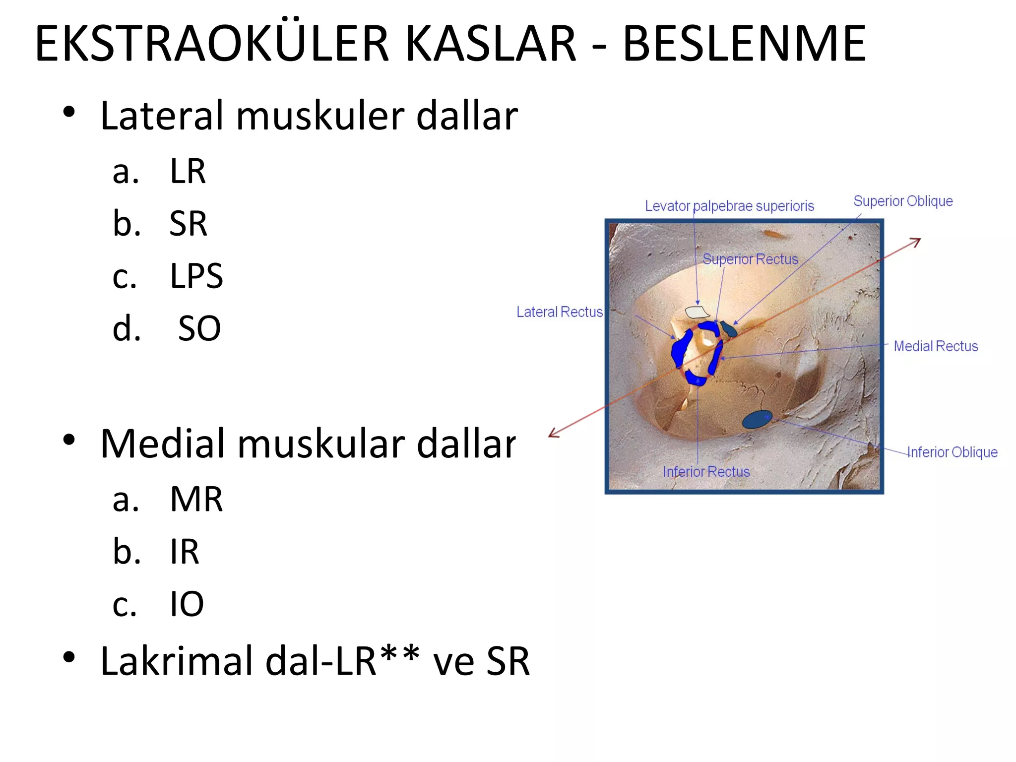 Orbita anatomisi | PPT