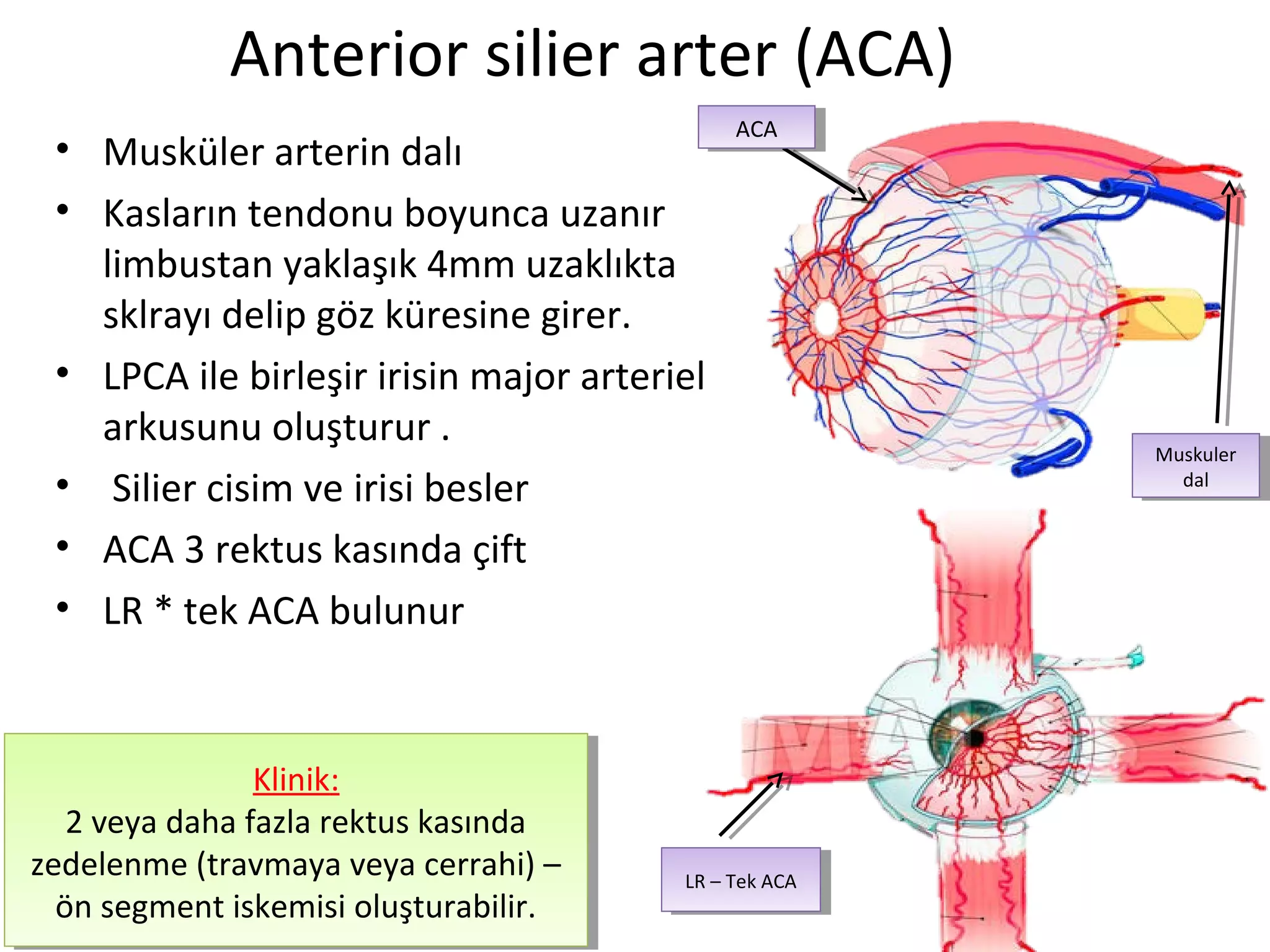 Orbita anatomisi | PPT