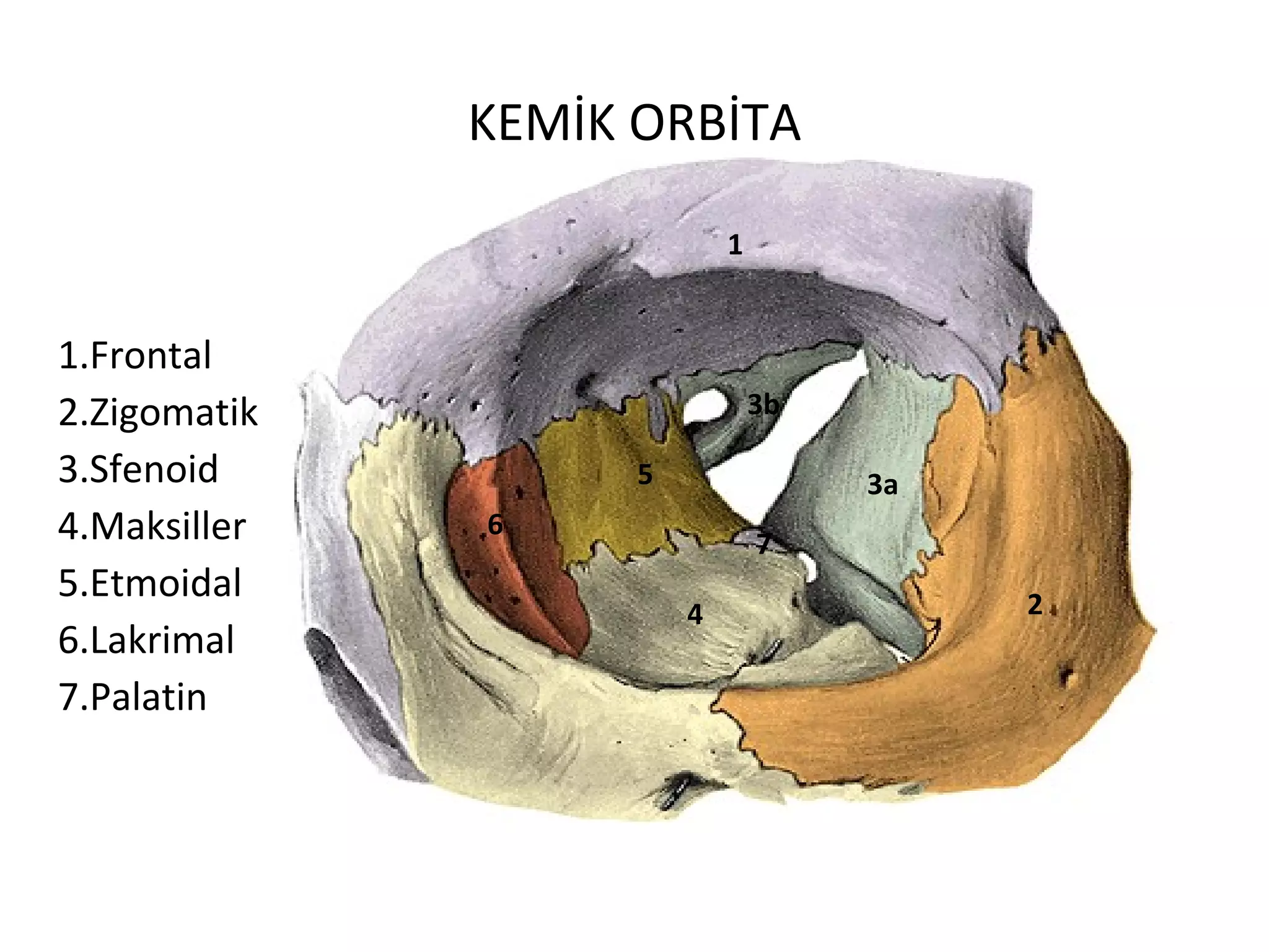 Orbita anatomisi | PPT