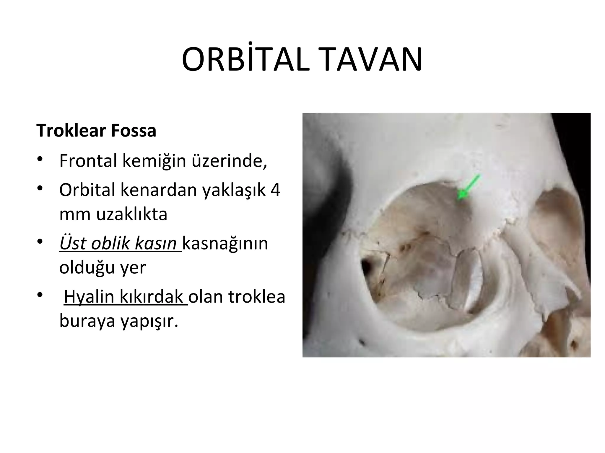 Orbita anatomisi | PPT