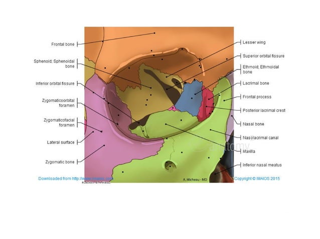 Orbita anatomisi | PPT