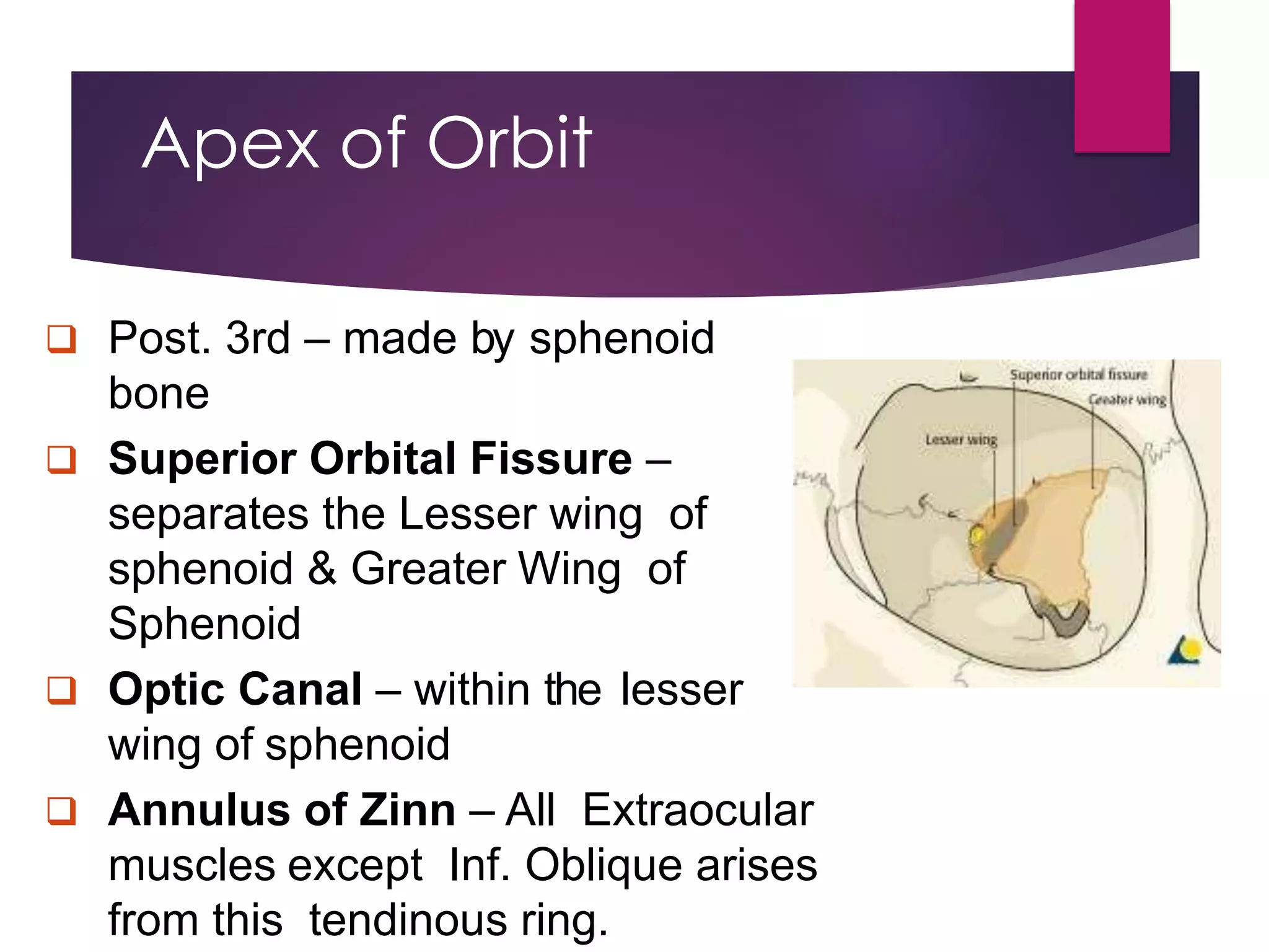 Orbital Fracture & Management | PDF