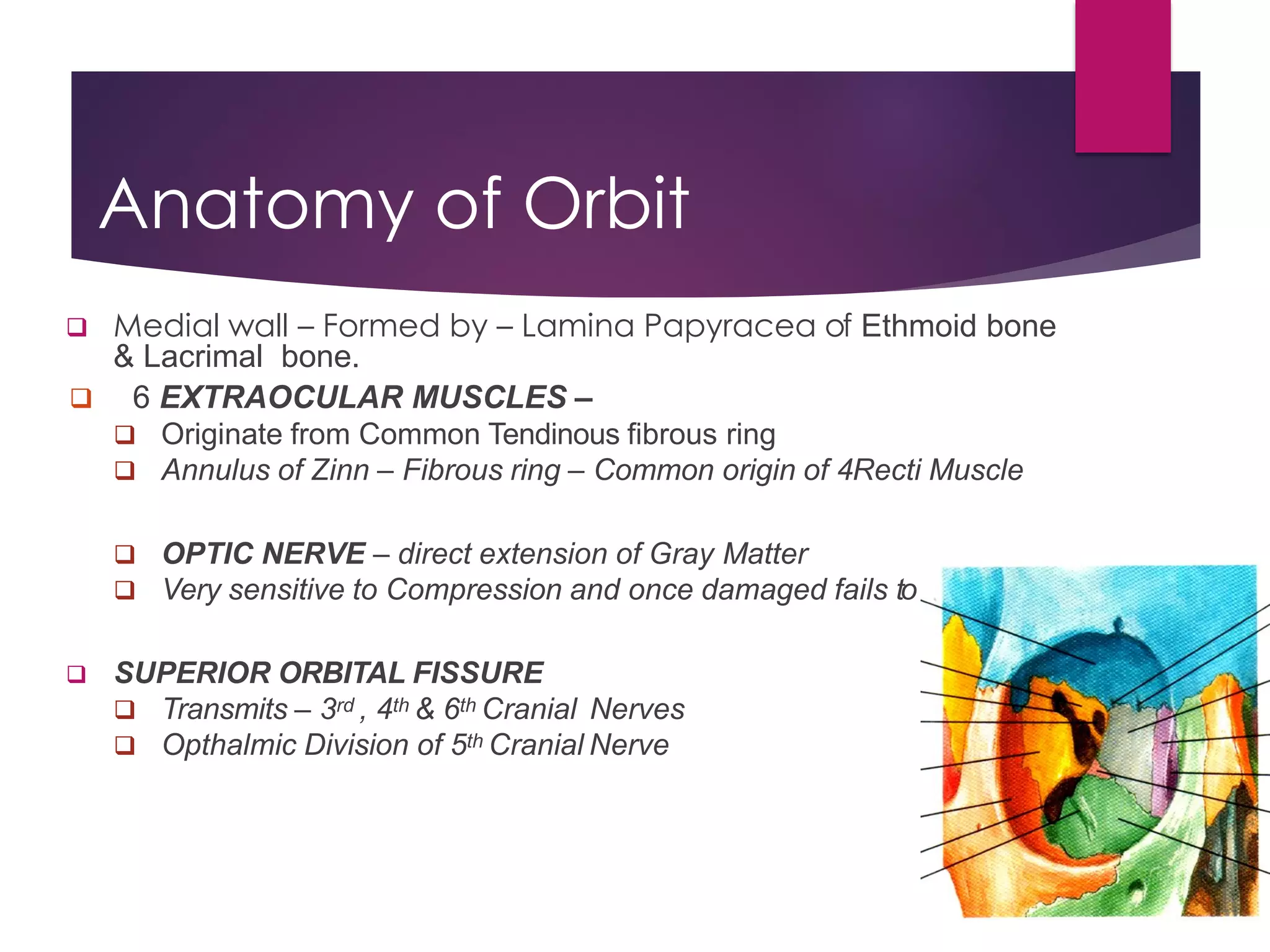 Orbital Fracture And Management Ppt