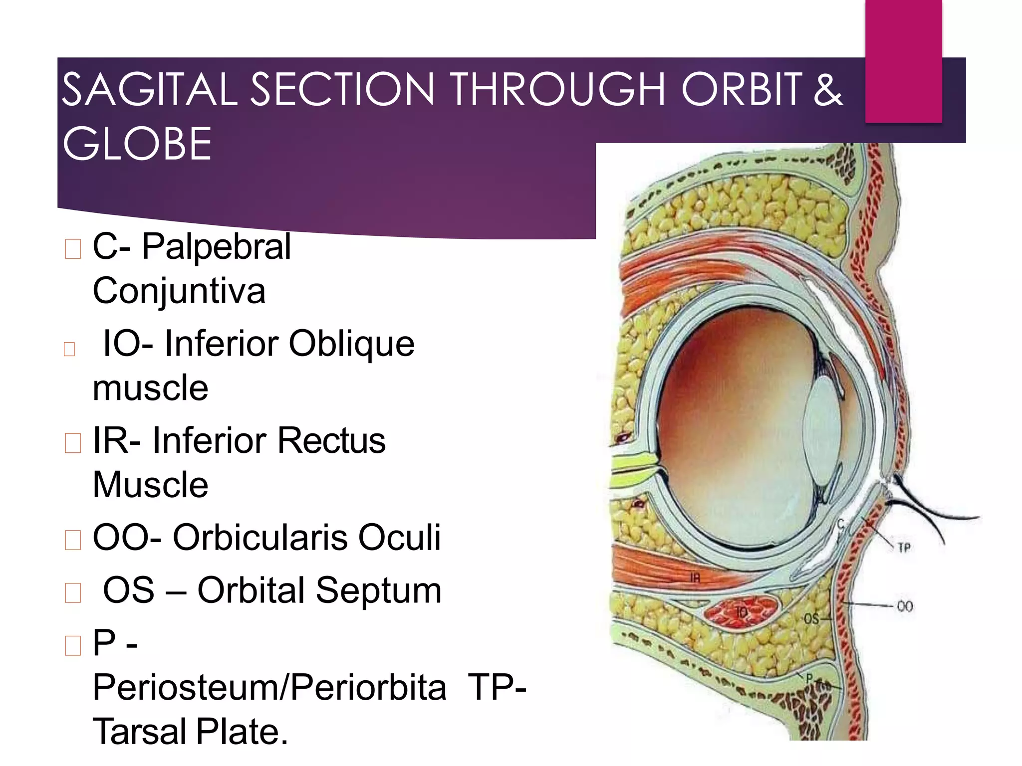 Orbital Fracture & Management | PDF