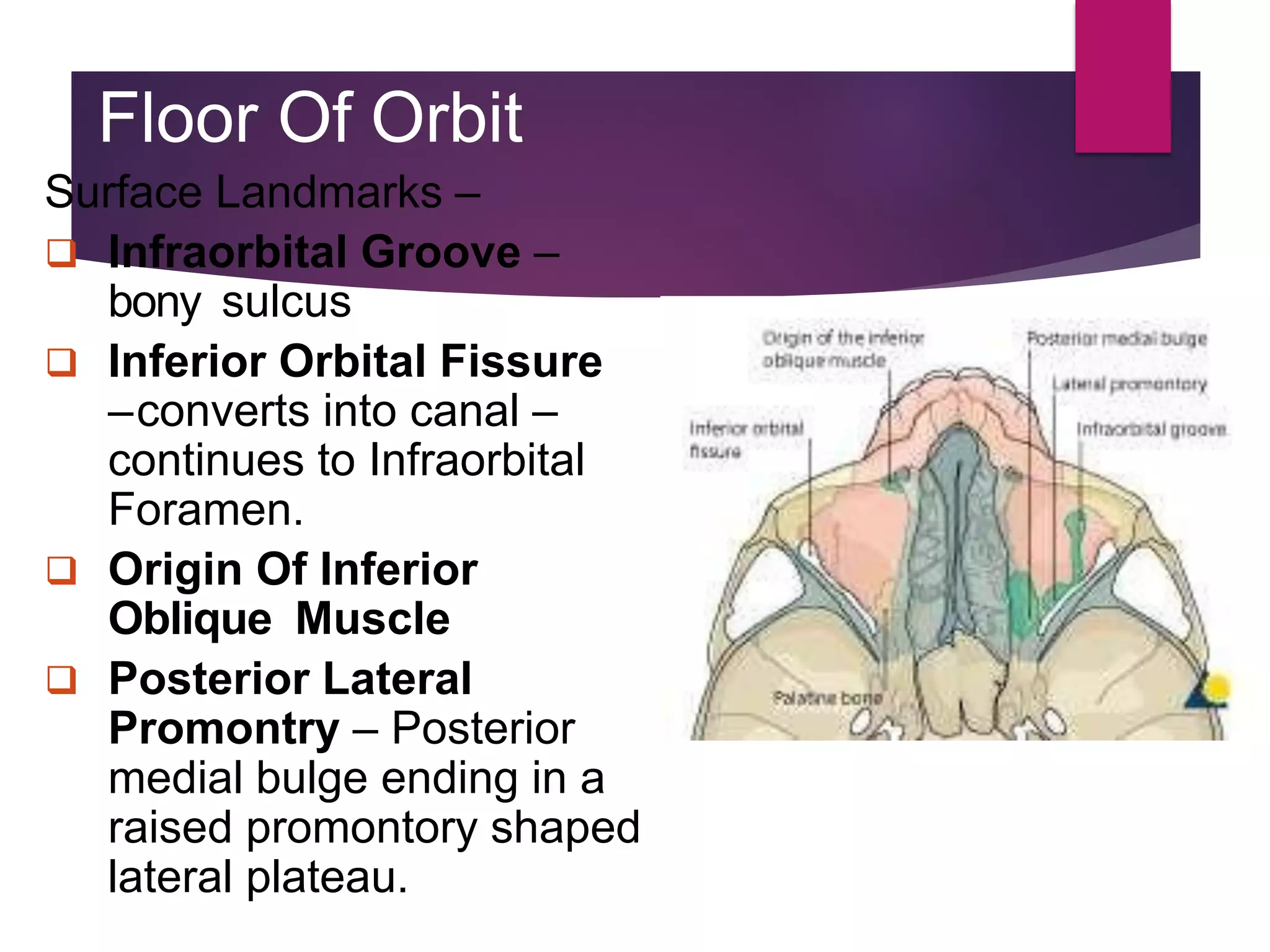 Orbital Fracture & Management | PDF