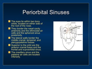 Orbital anatomy | PPT