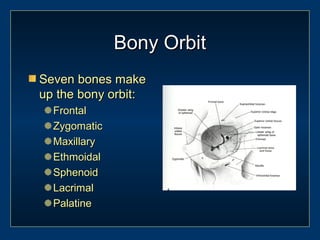 Orbital anatomy | PPT